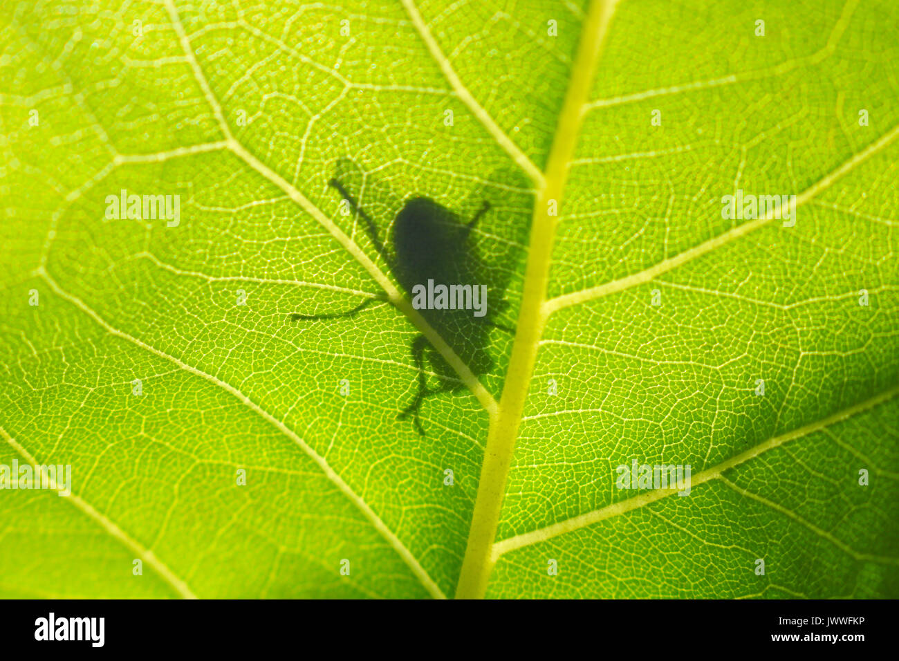 Blow fly hi-res stock photography and images - Alamy