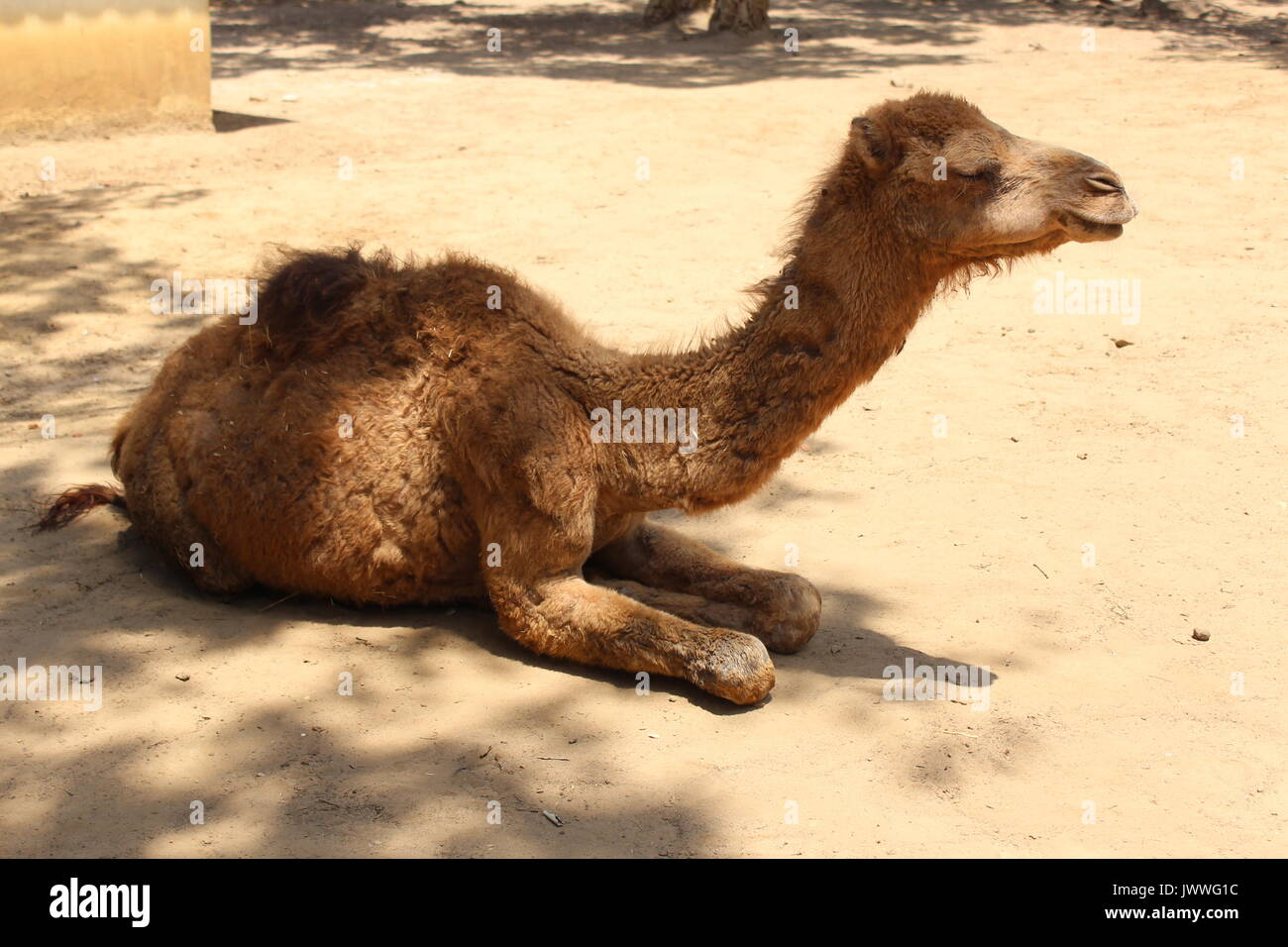 Camel sitting hi-res stock photography and images - Alamy