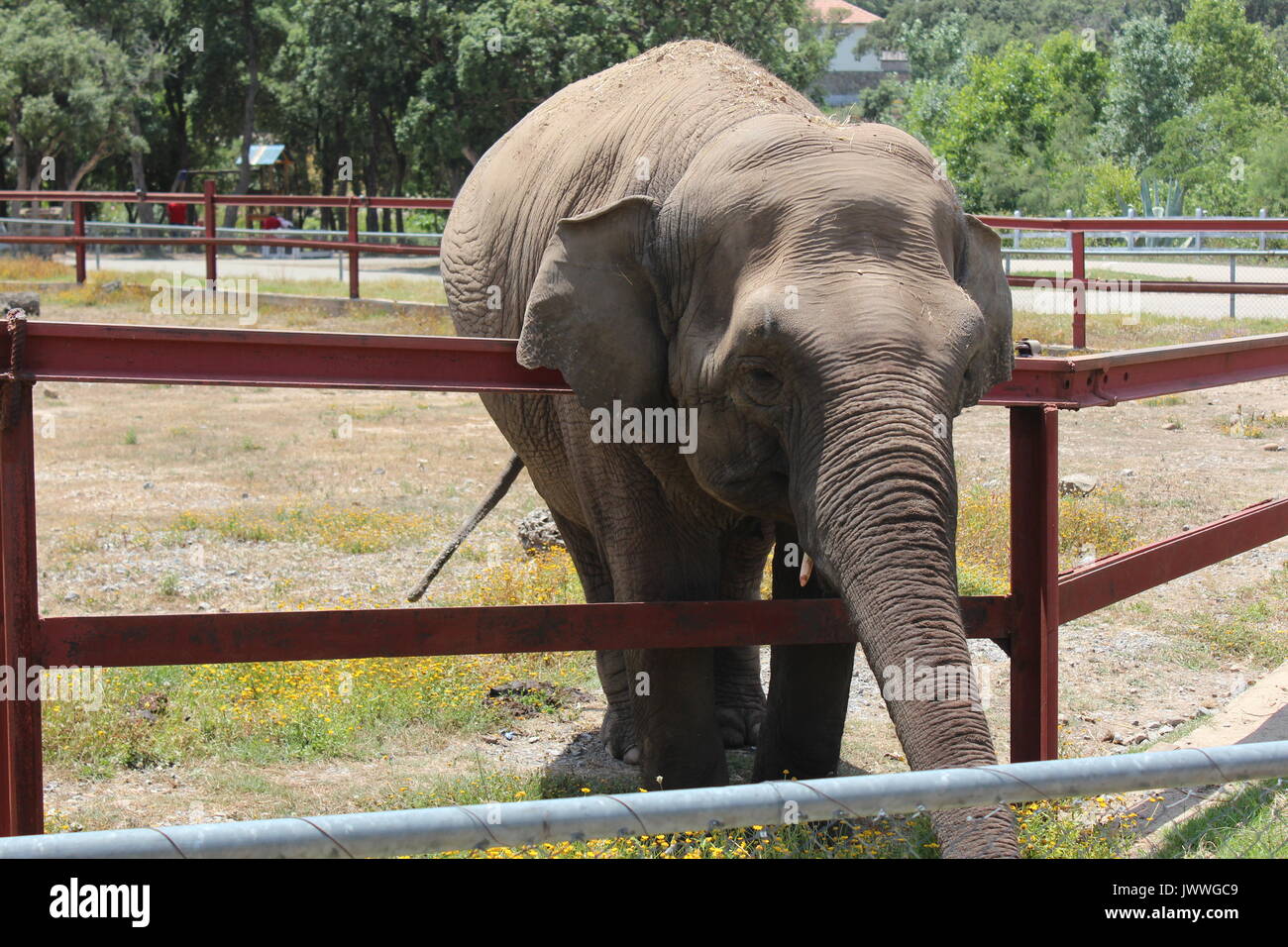 Big elephant in the Zoo Stock Photo - Alamy
