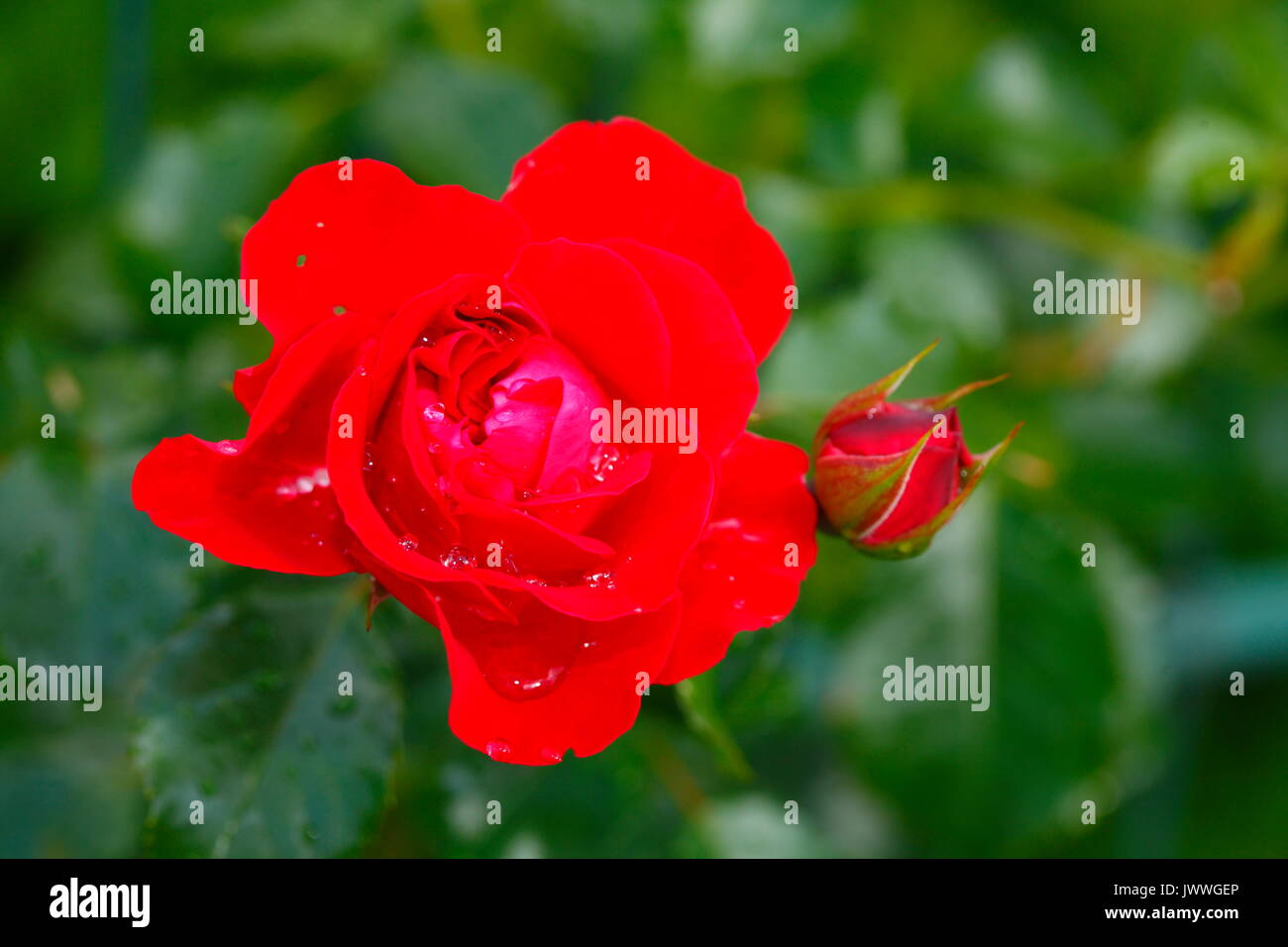 blossoming red colored Roses flowers Stock Photo - Alamy