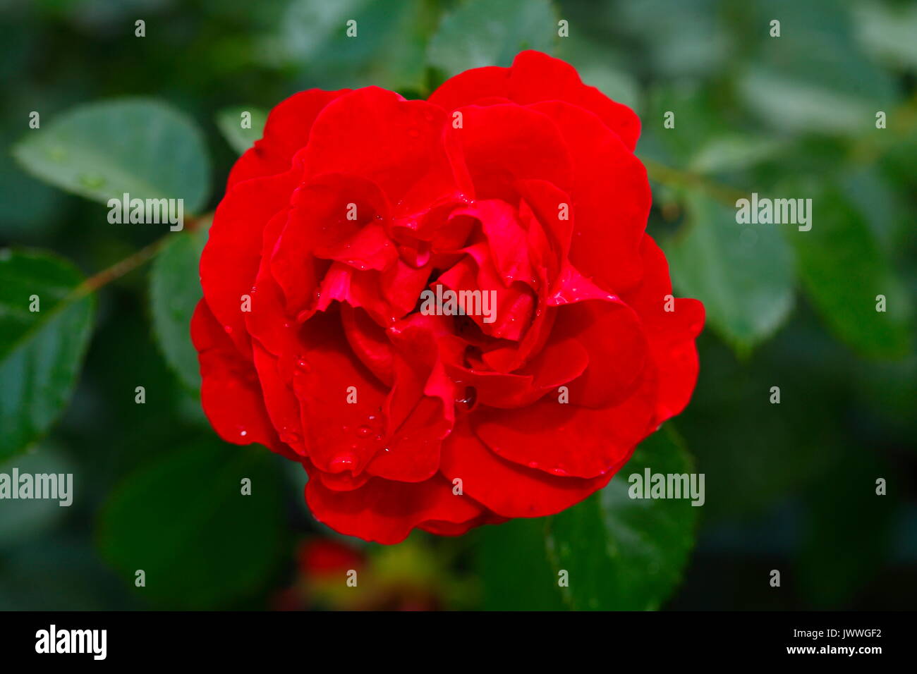 blossoming red colored Roses flowers Stock Photo - Alamy