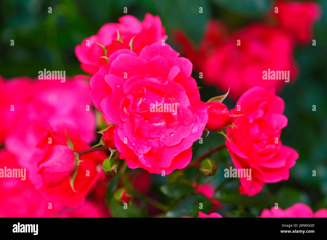 blossoming red colored Roses flowers Stock Photo - Alamy