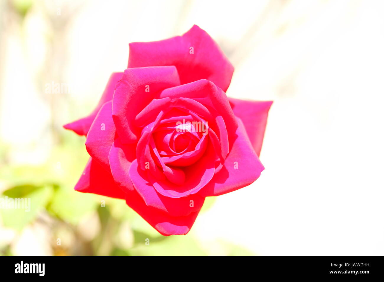 blossoming red colored Roses flowers Stock Photo - Alamy