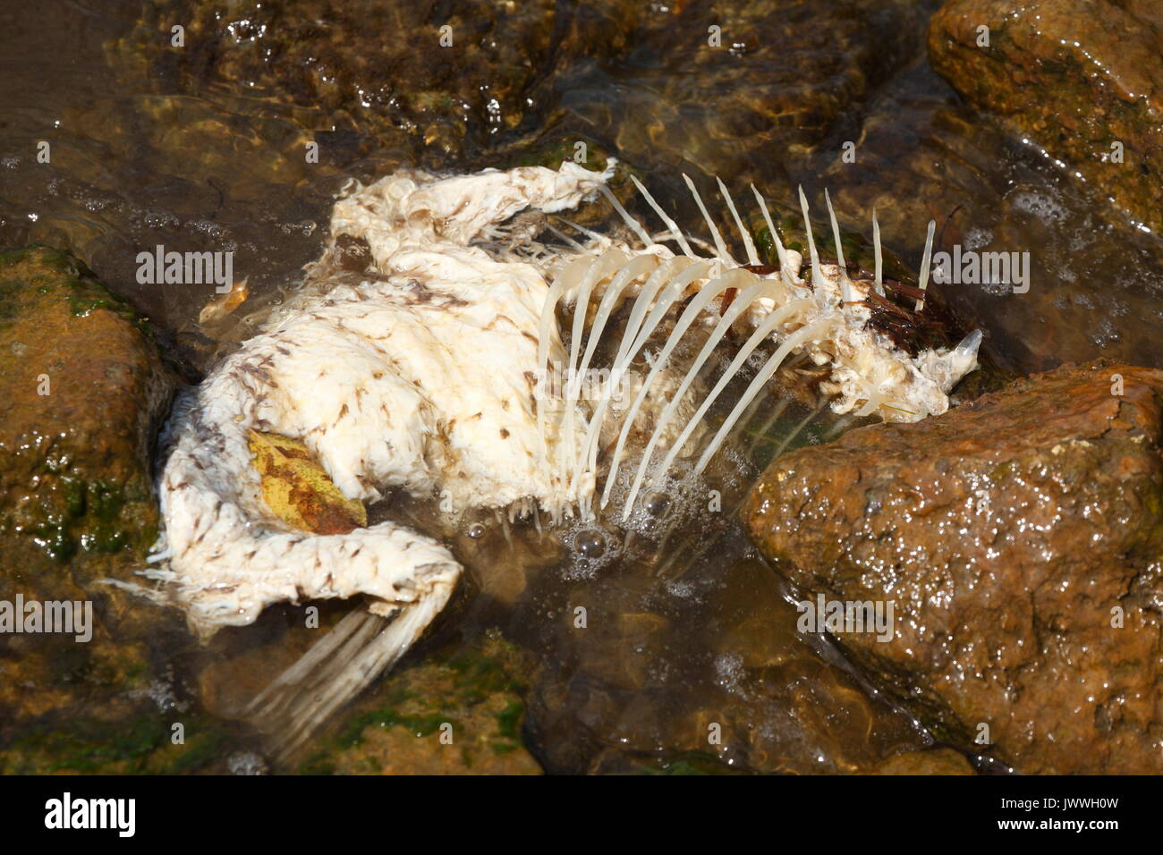 Skeleton fish environmental pollution hi-res stock photography and ...