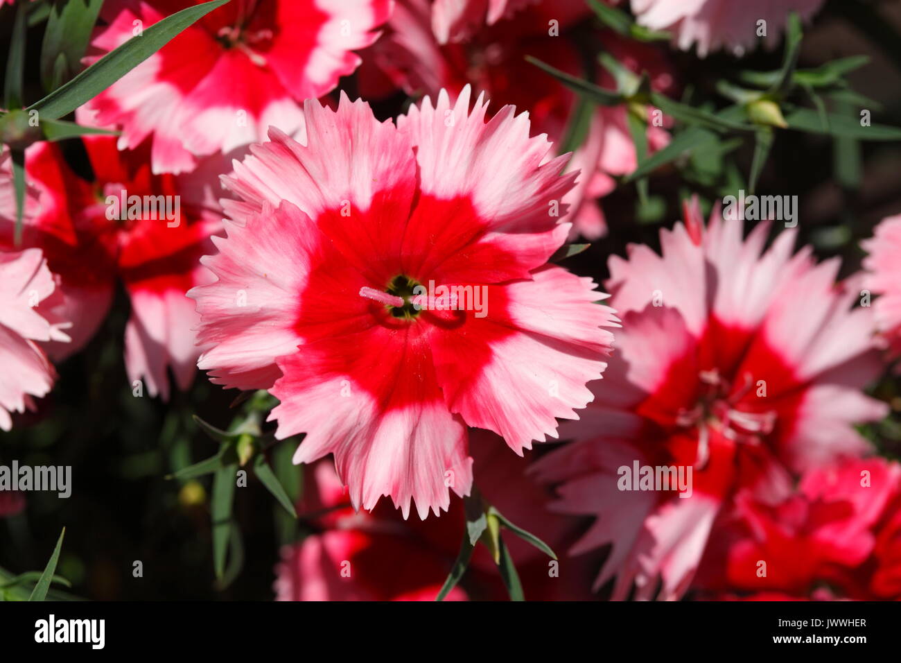 Red carnation flower hi-res stock photography and images - Alamy