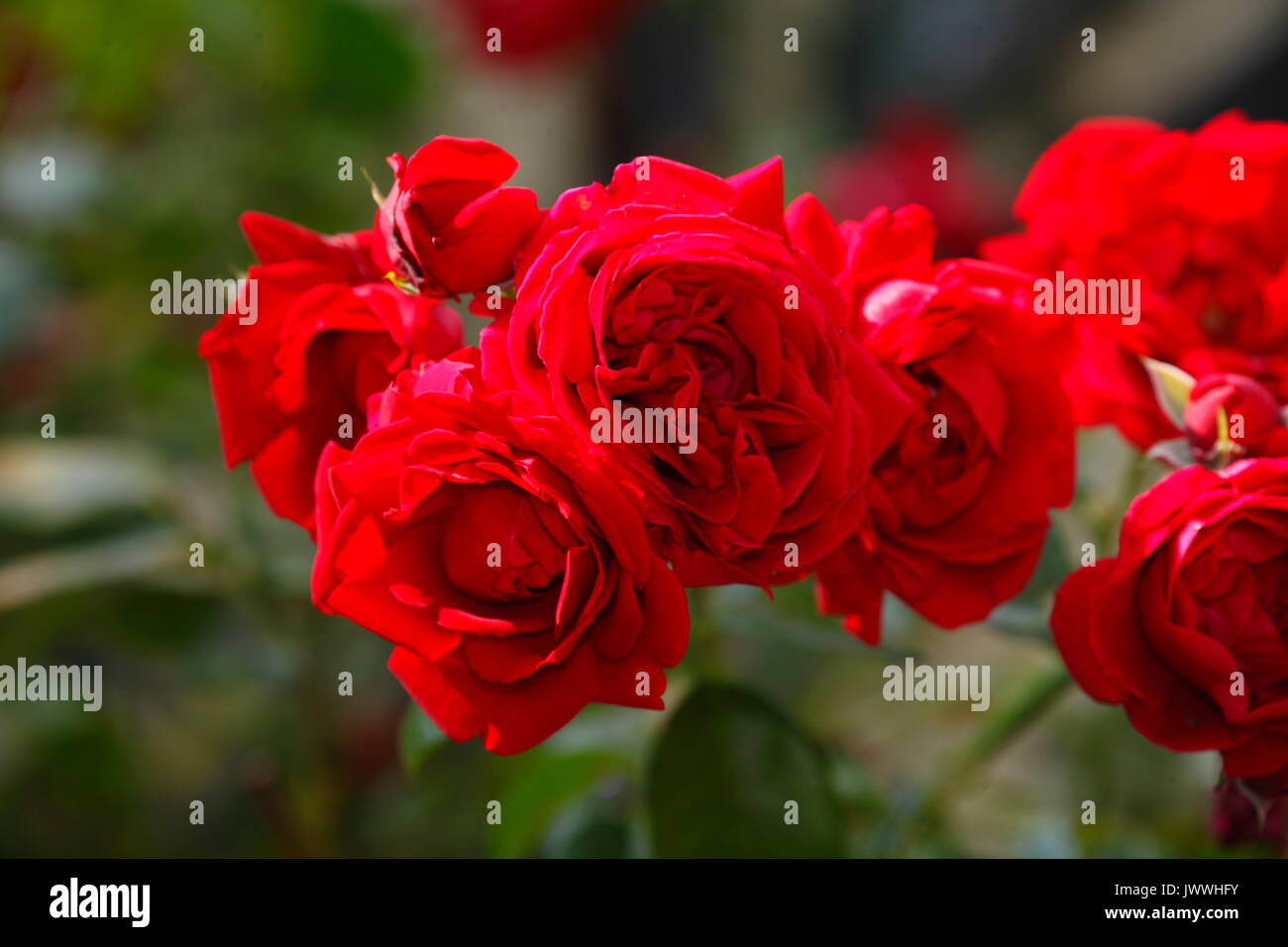 blossoming red colored Roses flowers Stock Photo - Alamy
