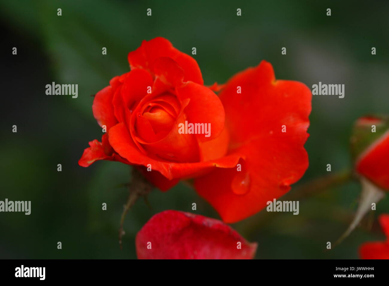blossoming red colored Roses flowers Stock Photo - Alamy