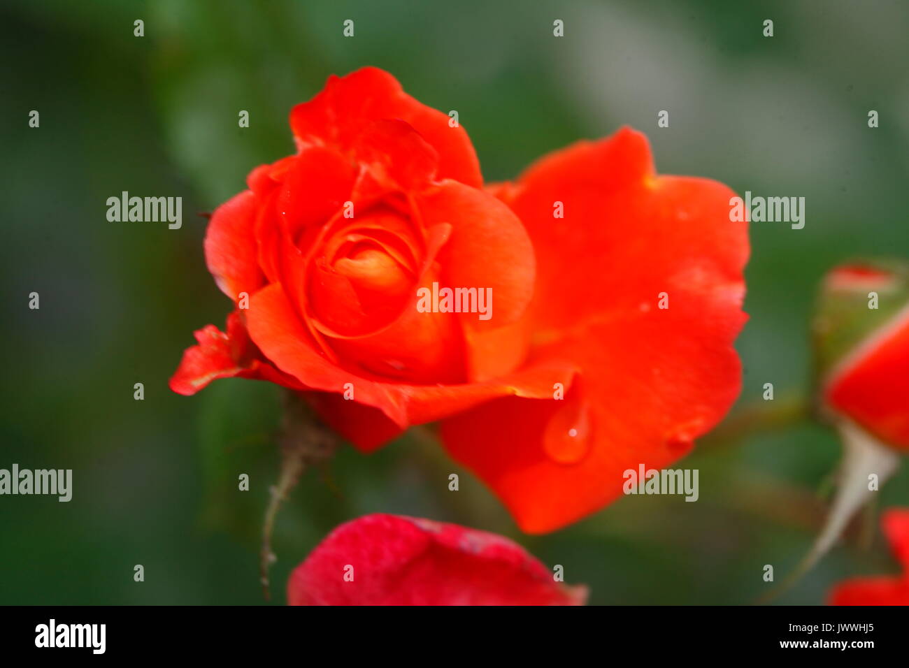 blossoming red colored Roses flowers Stock Photo - Alamy
