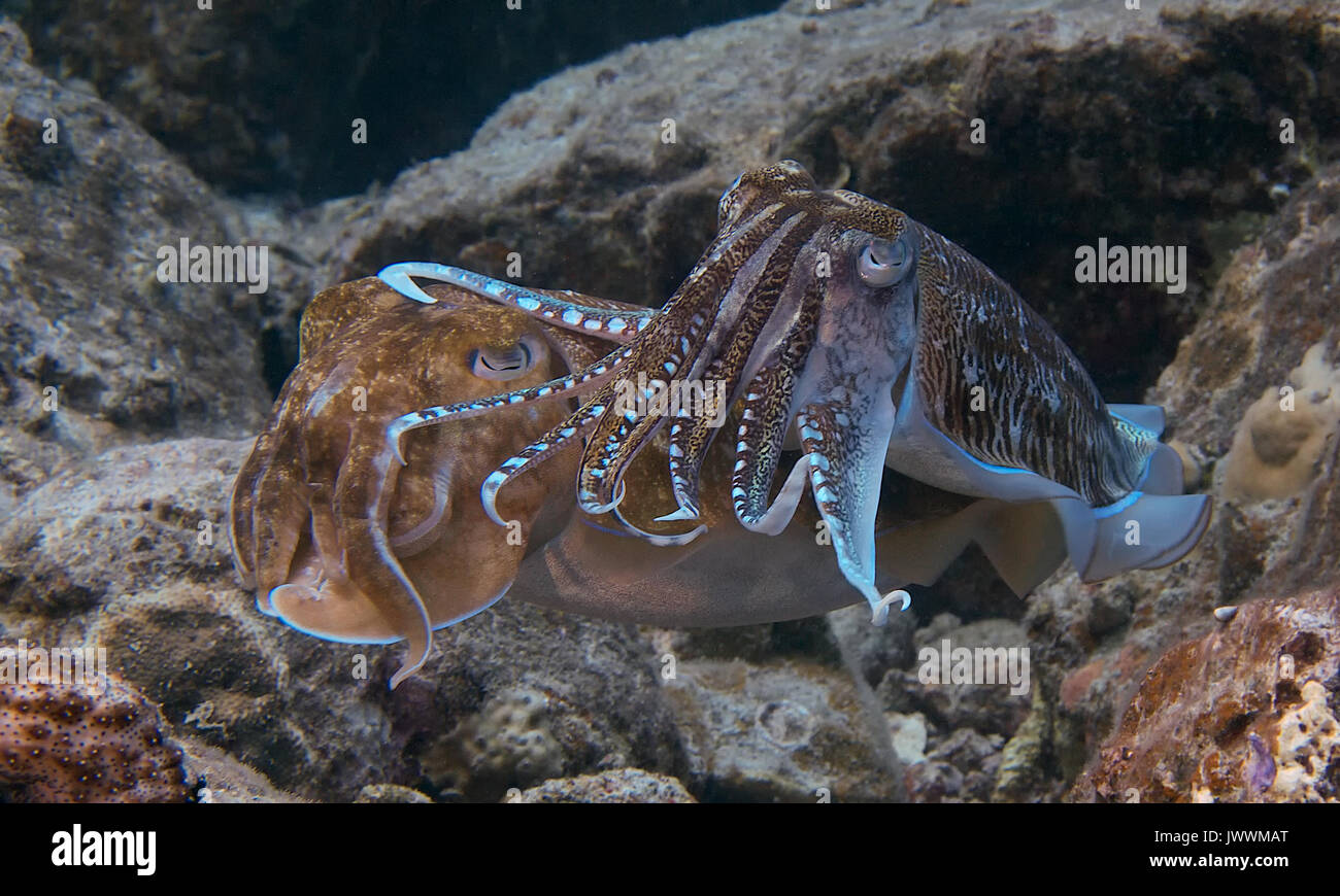 Squid beak hi-res stock photography and images - Alamy