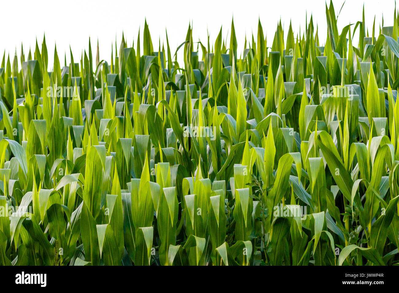 Corn stalk pattern hi-res stock photography and images - Alamy