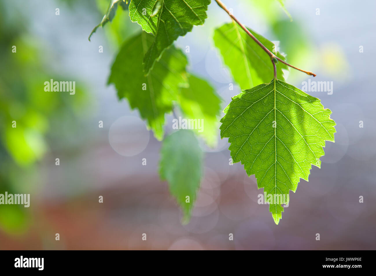 Yellow birch quebec hi-res stock photography and images - Alamy