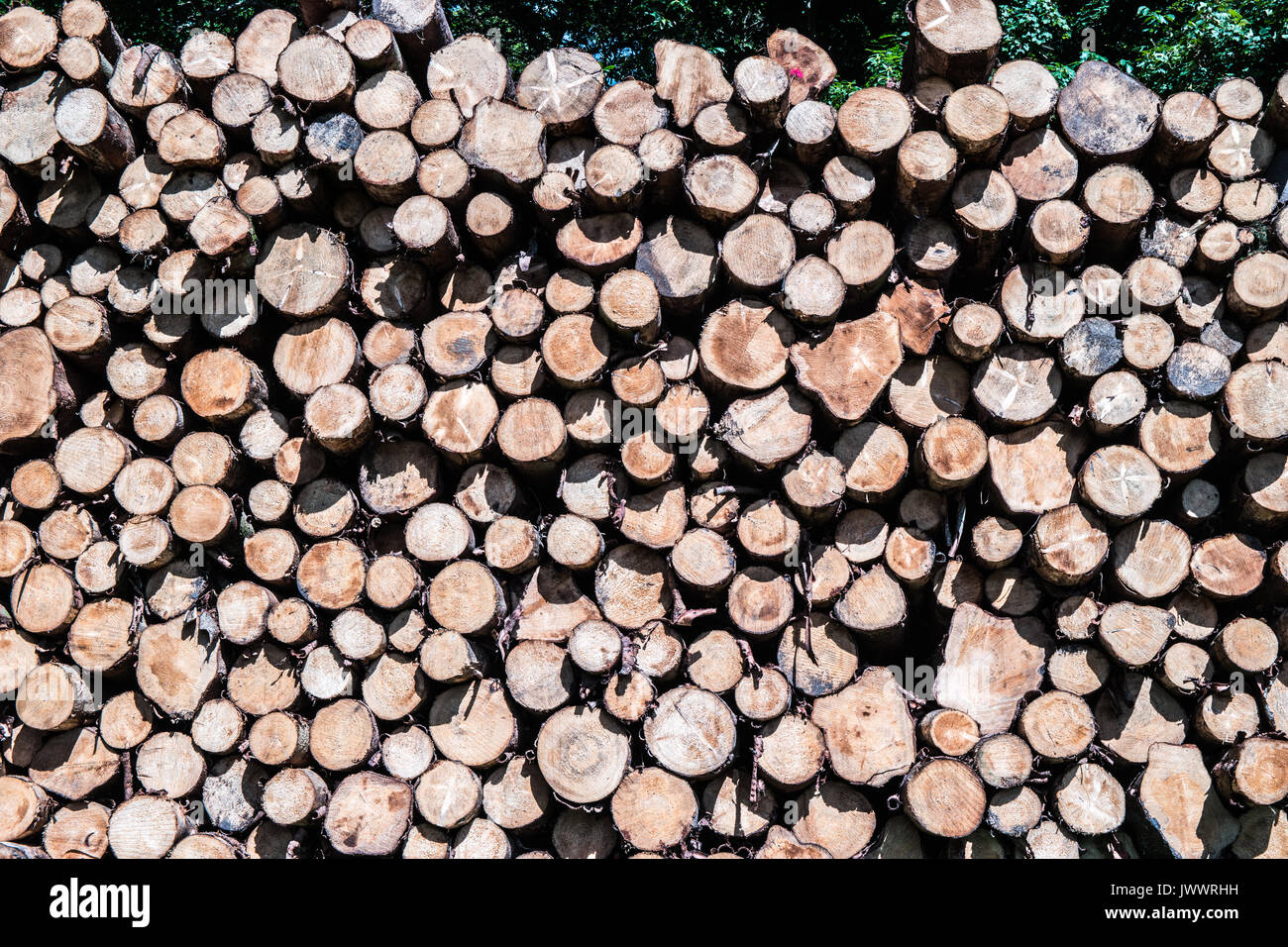 Stacked cut logs Stock Photo - Alamy