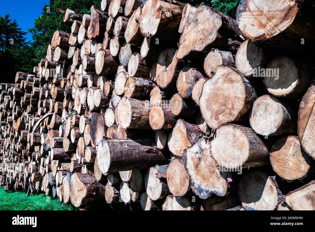 Stacked cut logs Stock Photo - Alamy