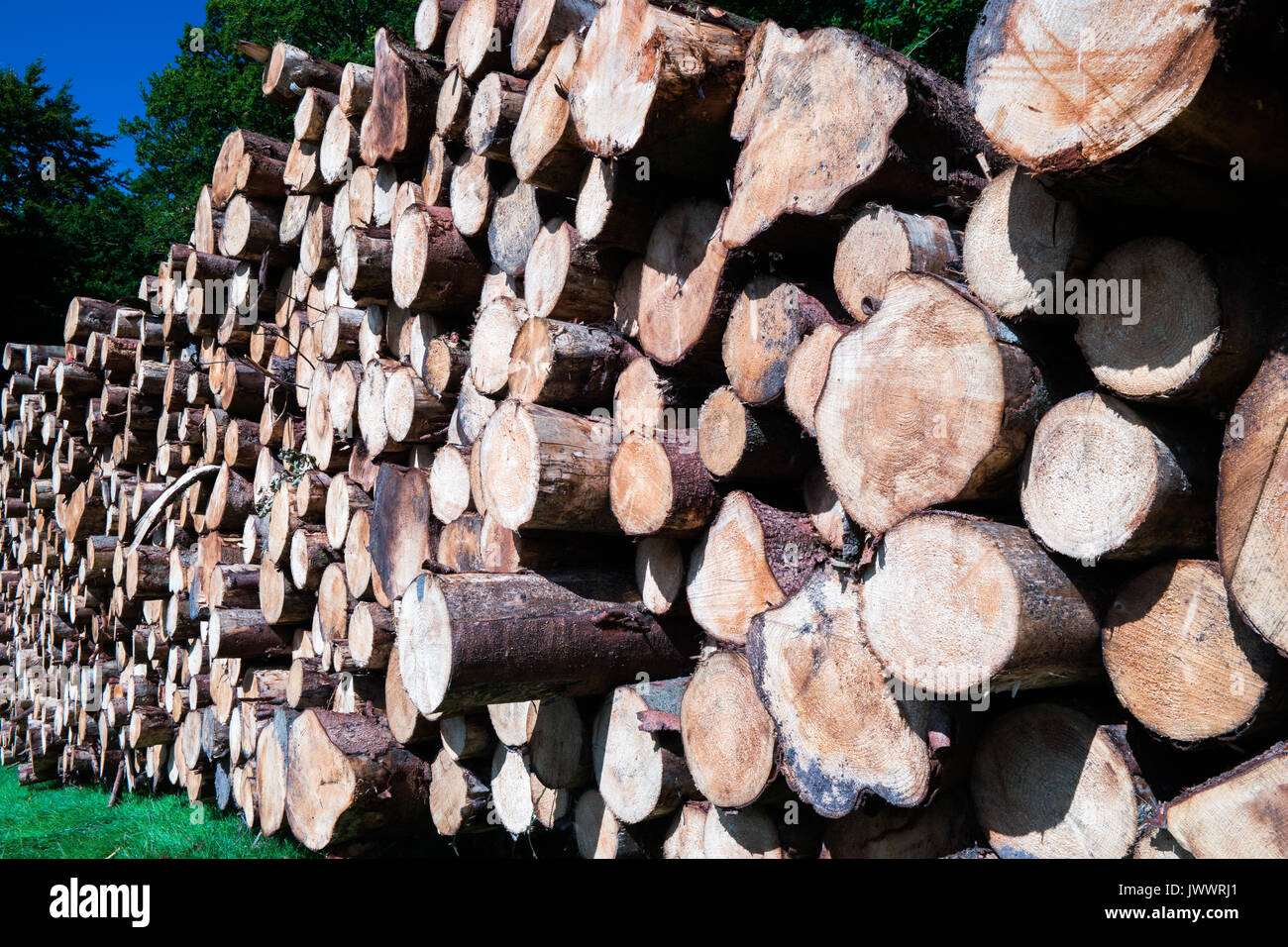 Stacked cut logs Stock Photo - Alamy
