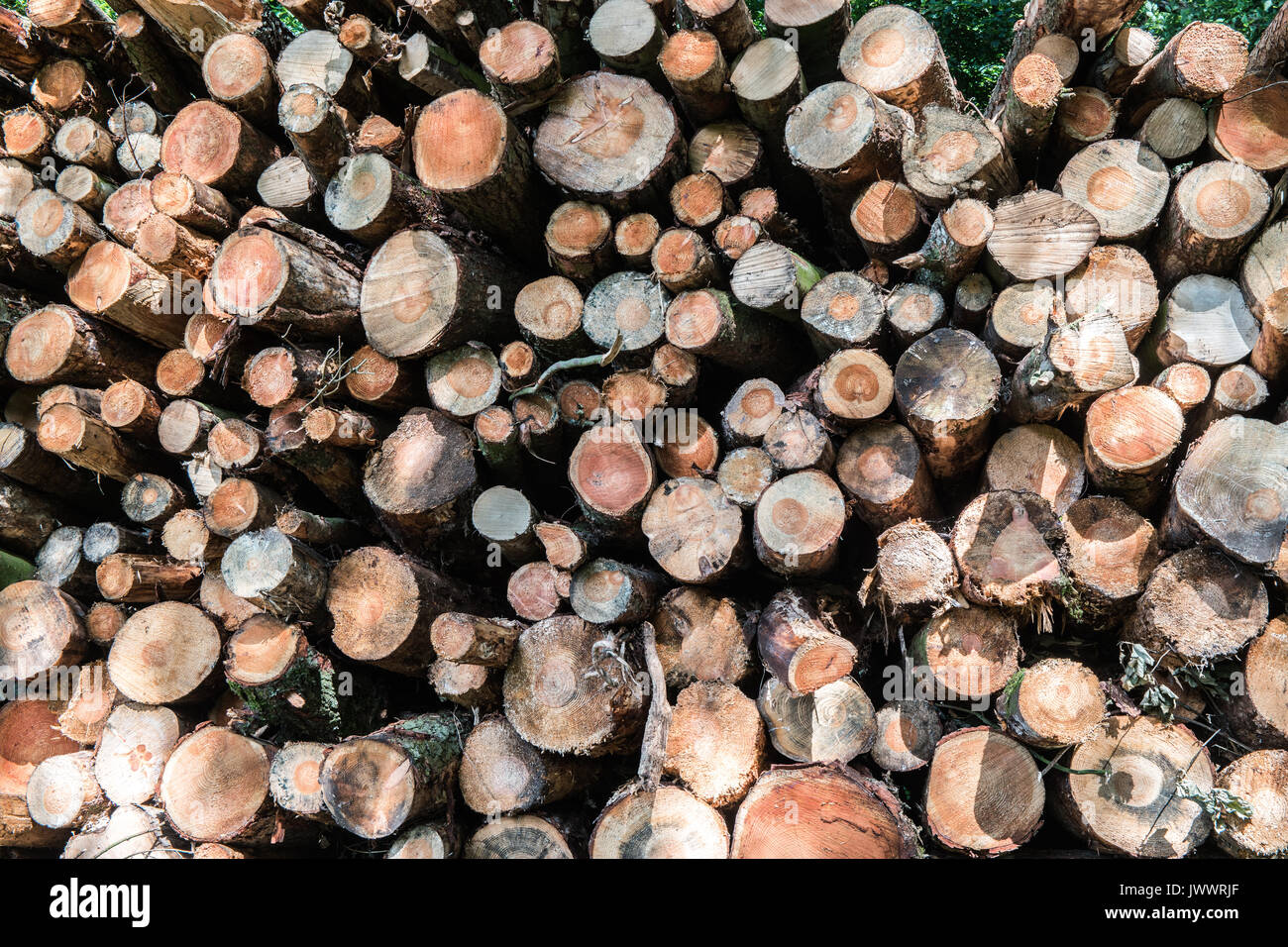 Stacked cut logs Stock Photo - Alamy