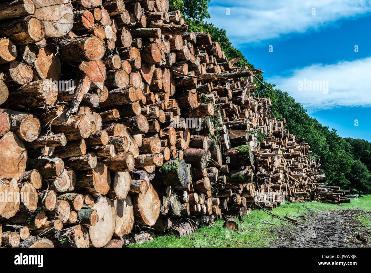 Stacked cut logs Stock Photo - Alamy