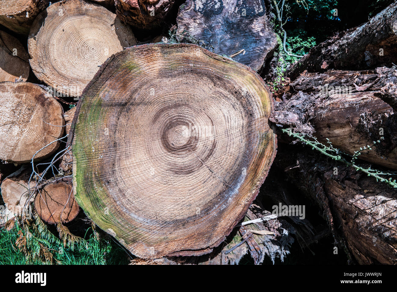Stacked cut logs Stock Photo - Alamy