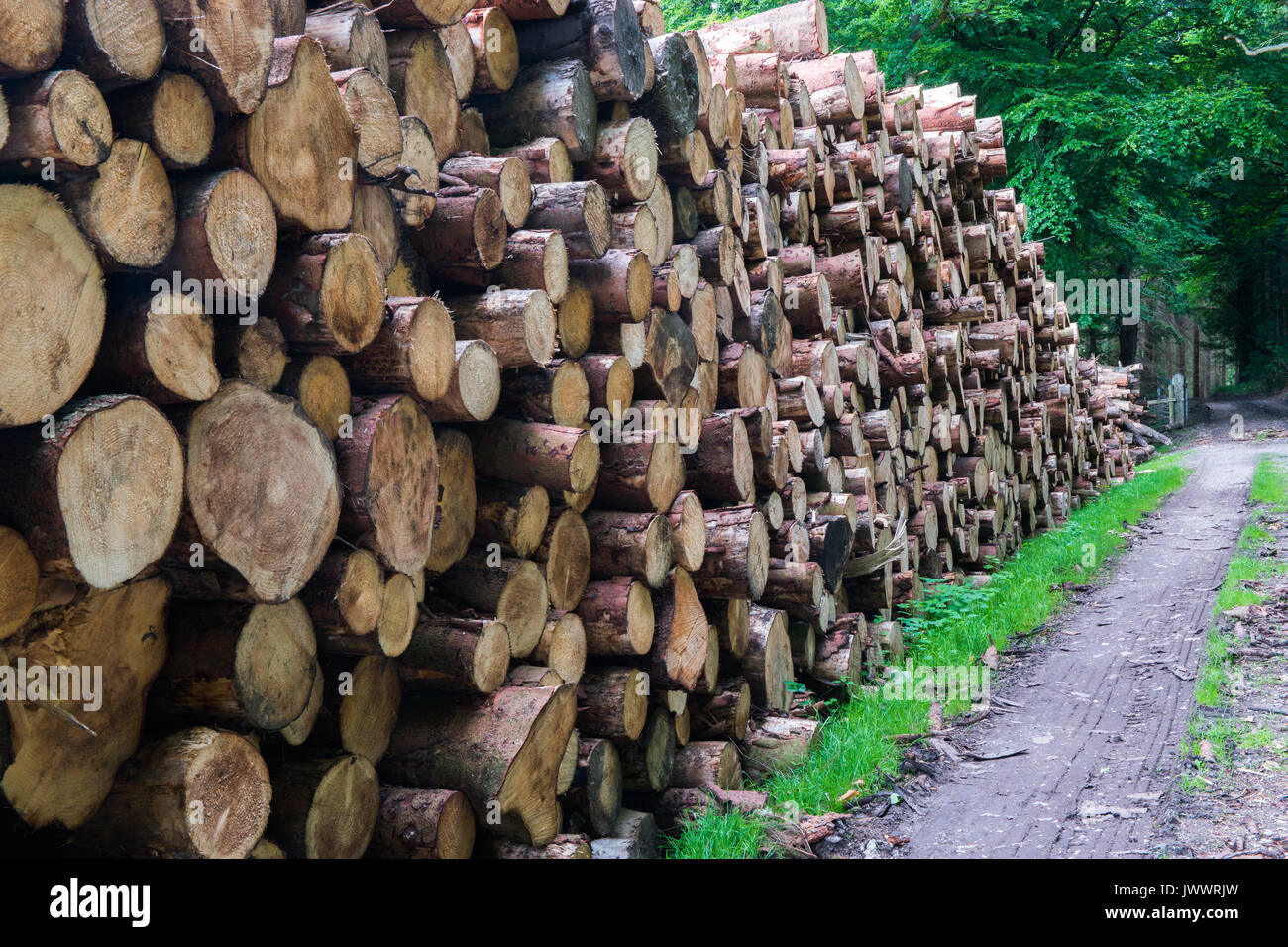 Stacked cut logs Stock Photo - Alamy