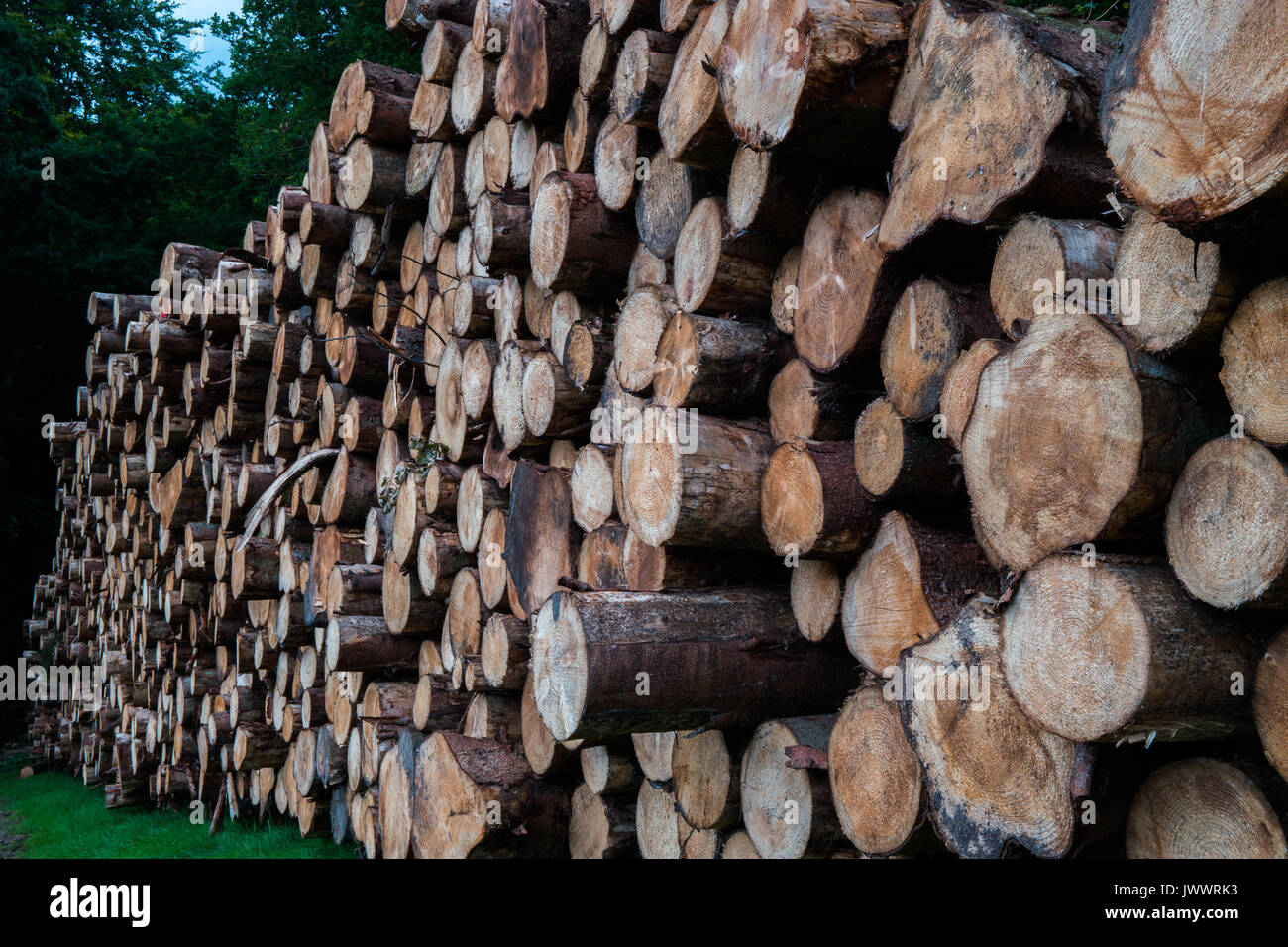 Stacked cut logs Stock Photo - Alamy