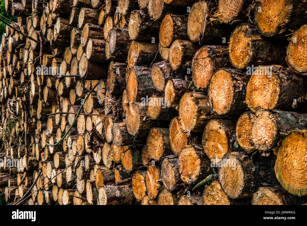 Stacked cut logs Stock Photo - Alamy