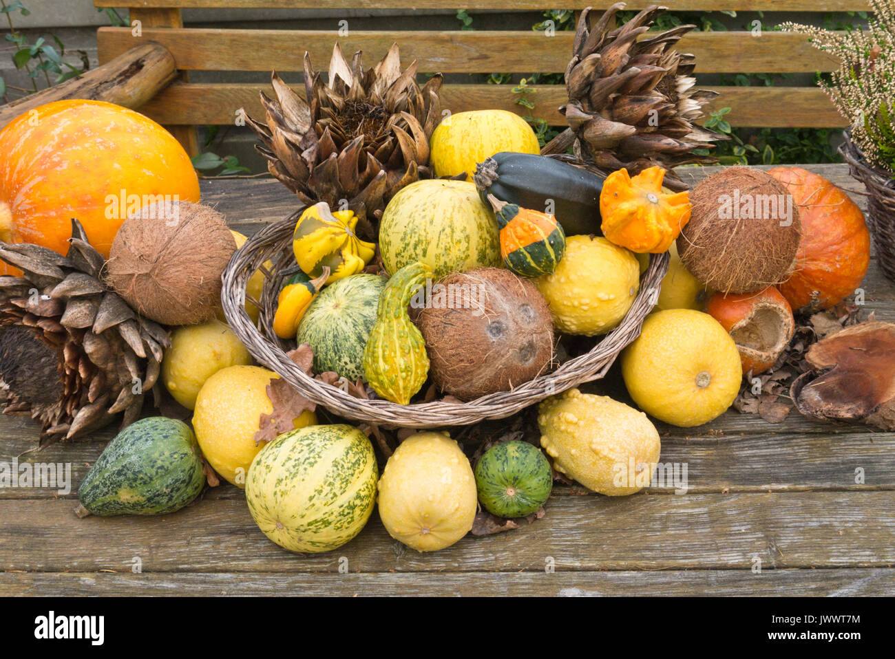 Decorative squashes (Cucurbita), artichokes (Cynara cardunculus syn ...