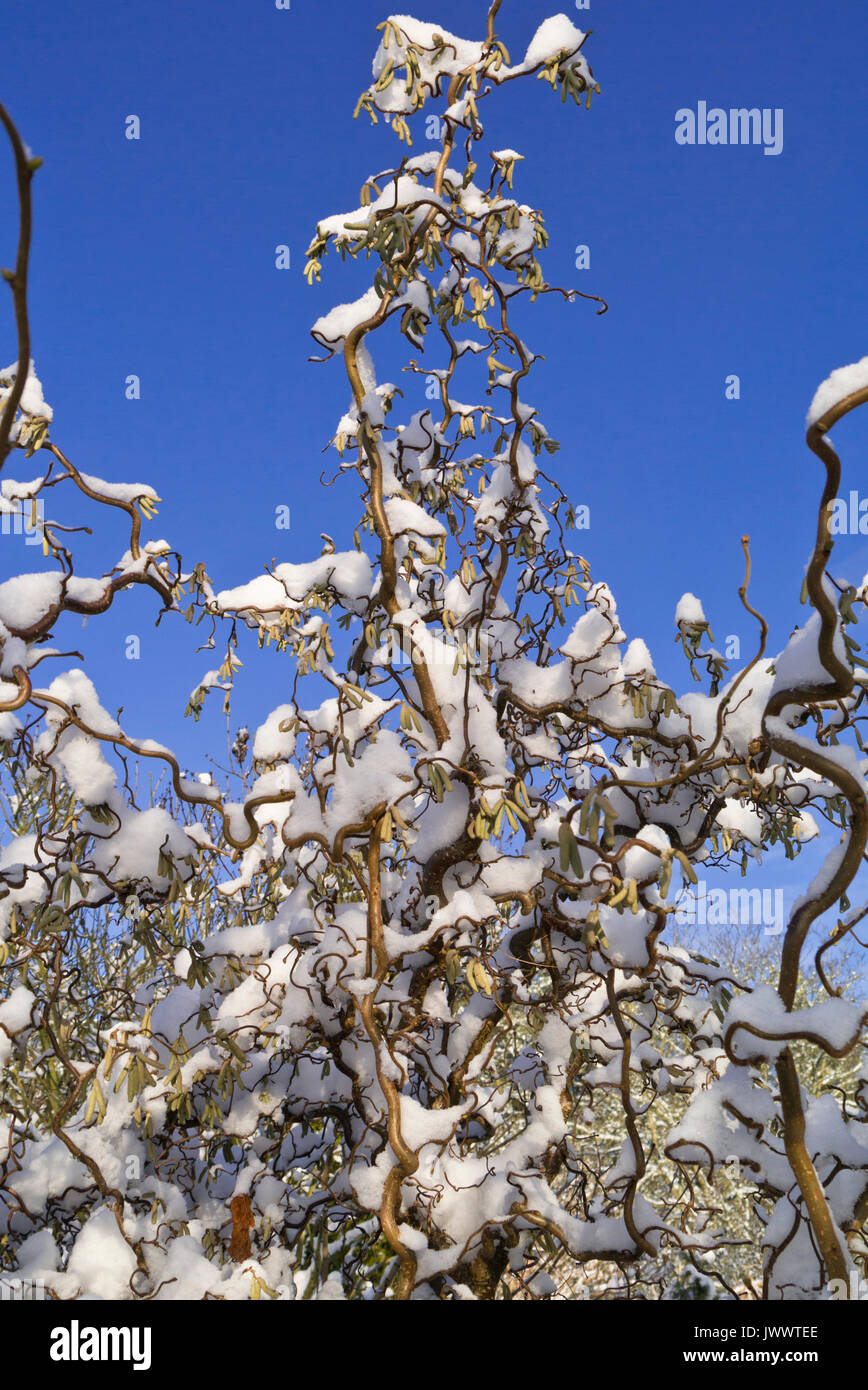 Harry Lauder's walking stick (Corylus avellana 'Contorta' Stock Photo ...