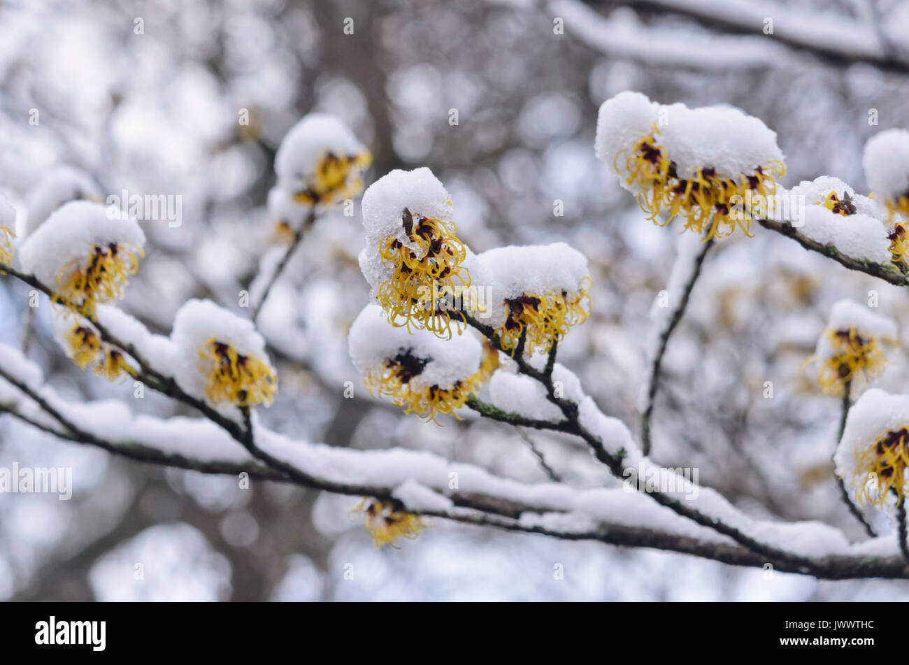 Chinese witch hazel hi-res stock photography and images - Alamy
