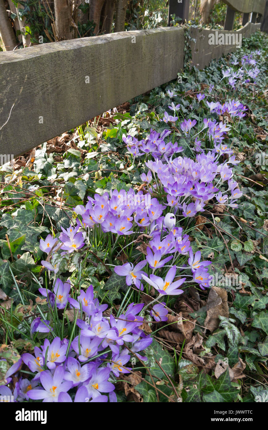 Early crocus (Crocus tommasinianus Stock Photo - Alamy