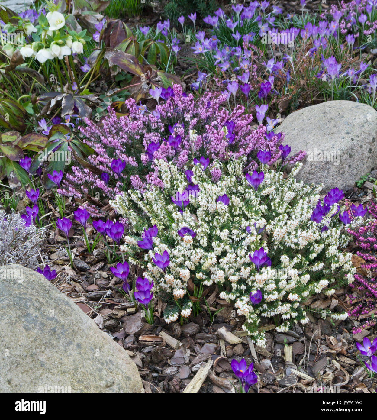 Winter heather (Erica carnea syn. Erica herbacea) and crocuses (Crocus ...
