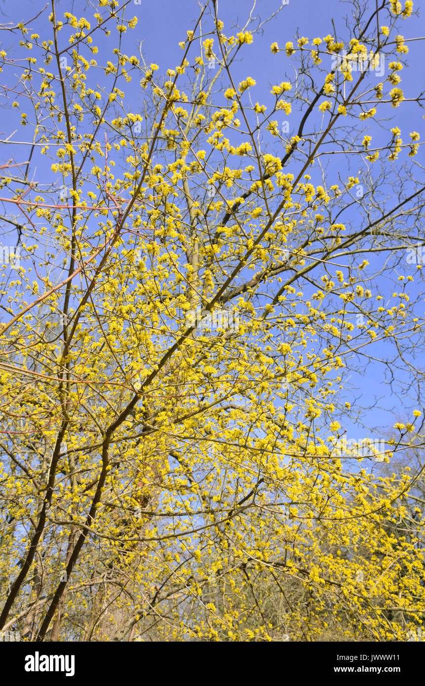 Cornelian cherry (Cornus mas Stock Photo - Alamy