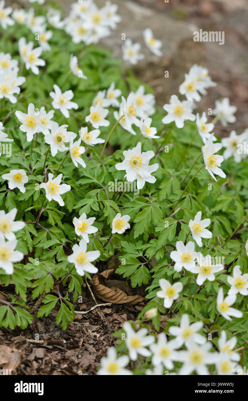 Wood anemone (Anemone nemorosa Stock Photo - Alamy