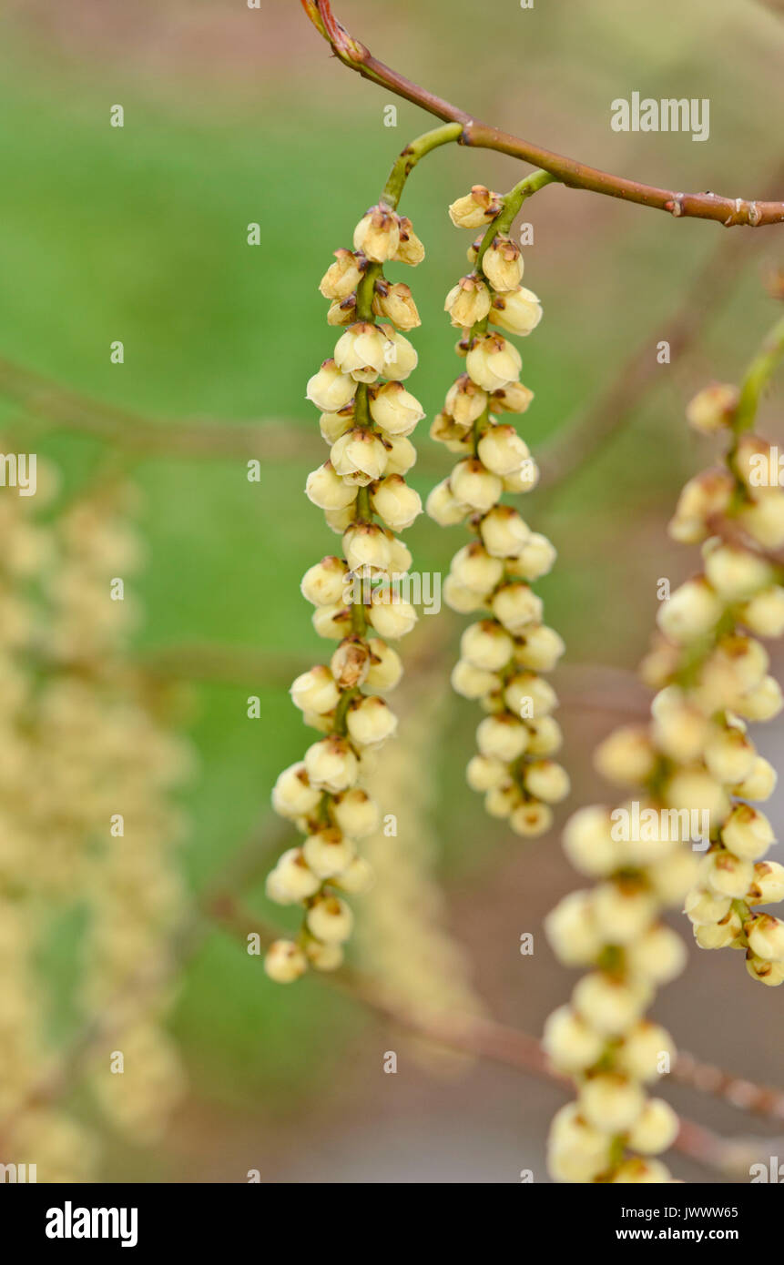 Praecox hi-res stock photography and images - Alamy