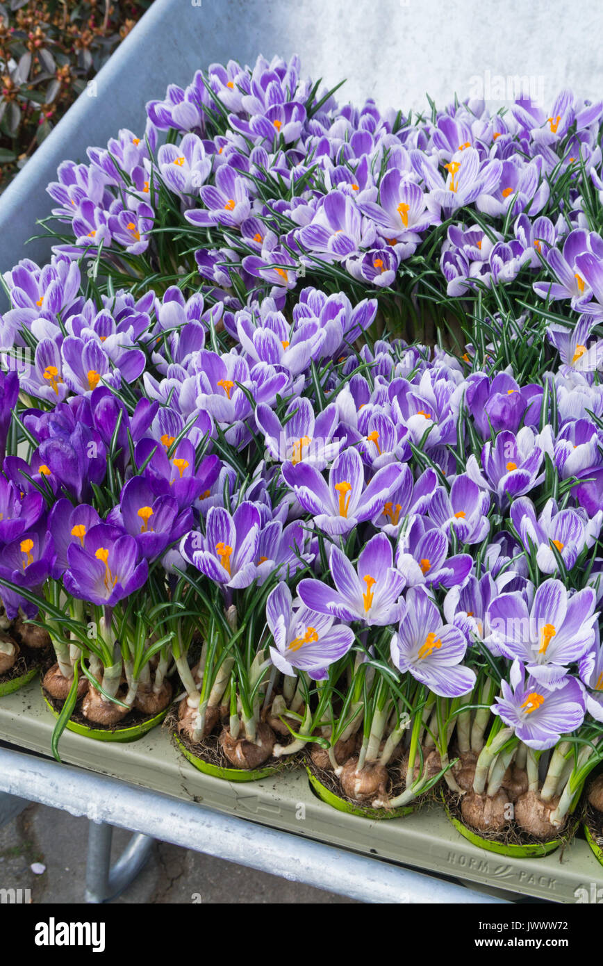 Flowering pots hi-res stock photography and images - Alamy
