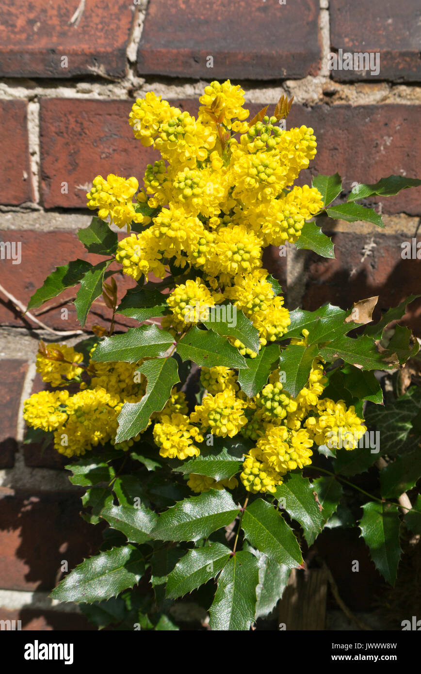 Oregon grape (Mahonia aquifolium Stock Photo - Alamy