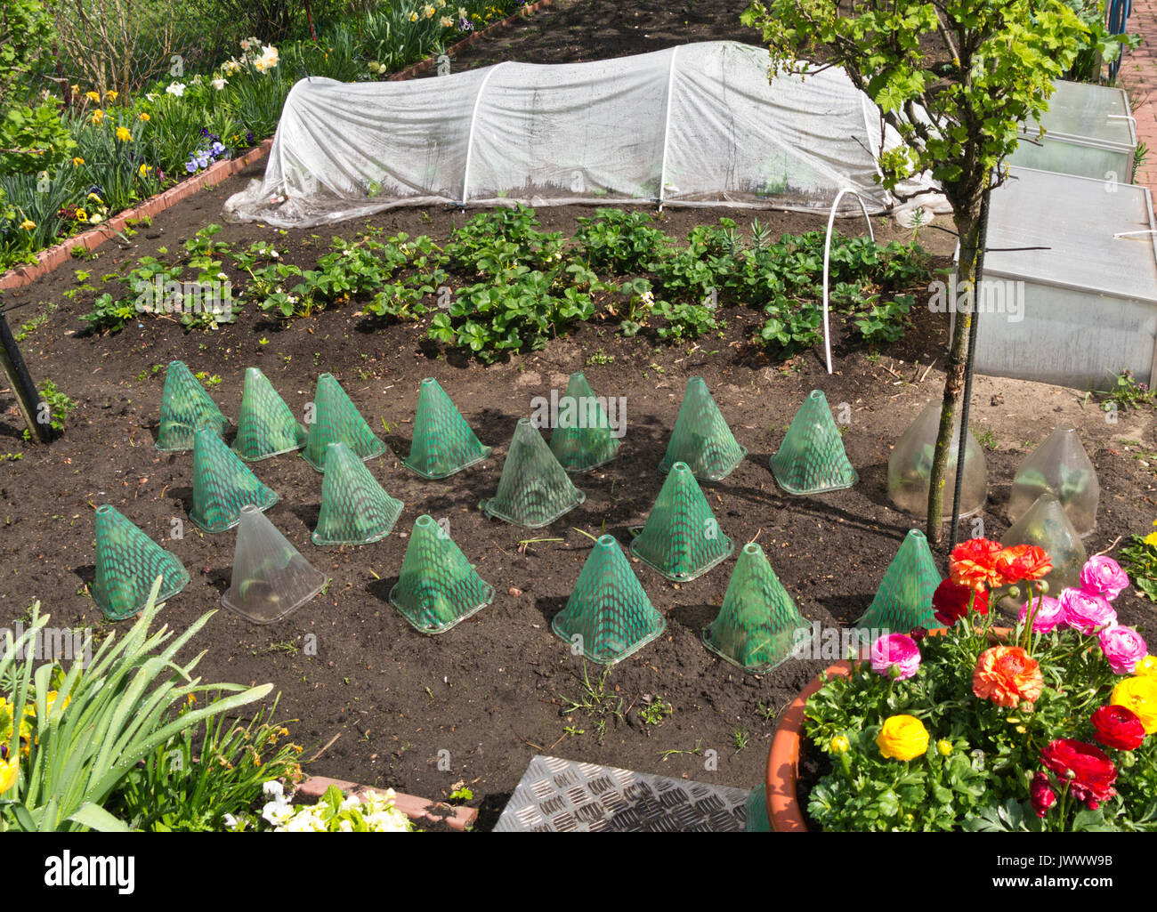 Vegetable garden with cloches and poly tunnel Stock Photo - Alamy