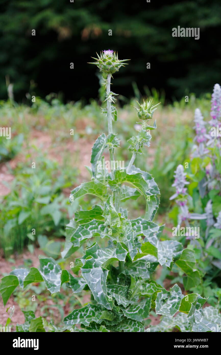 Kugel distel hi-res stock photography and images - Alamy