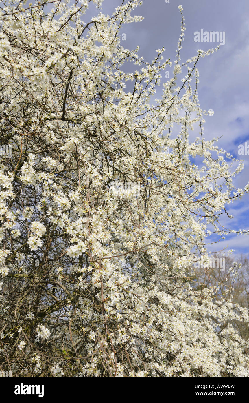 Sloe (Prunus spinosa Stock Photo - Alamy