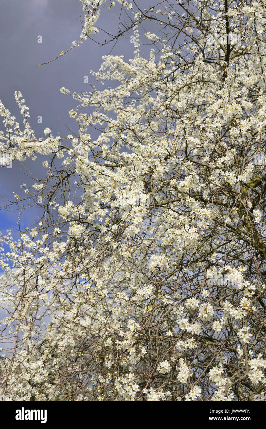 Prunus spinosa tree spring hi-res stock photography and images - Alamy