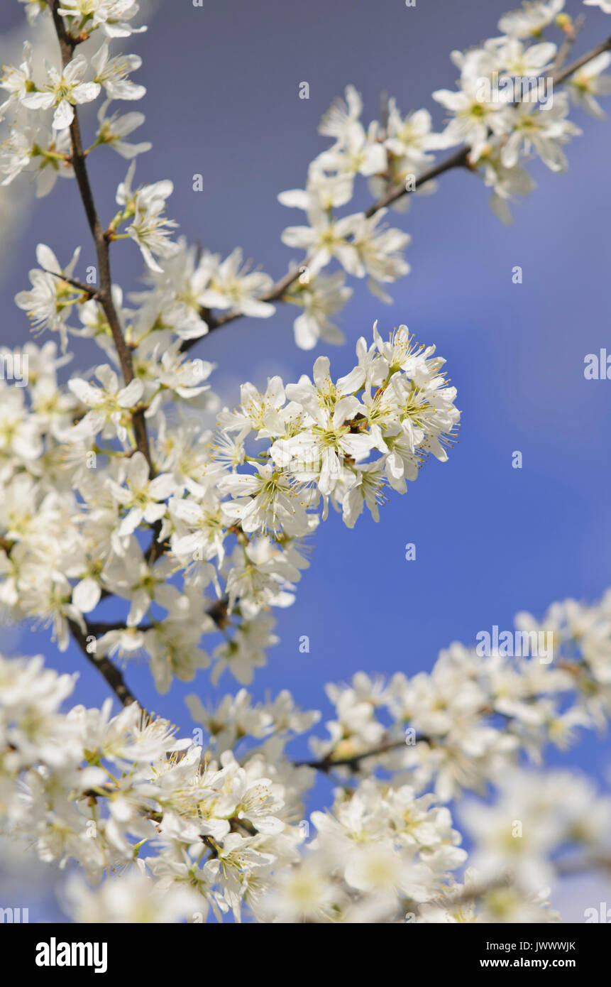 Prunus spinosa tree hi-res stock photography and images - Alamy