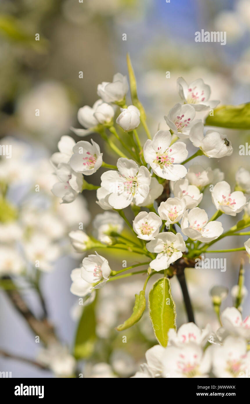 Pyrus calleryana tree hi-res stock photography and images - Alamy