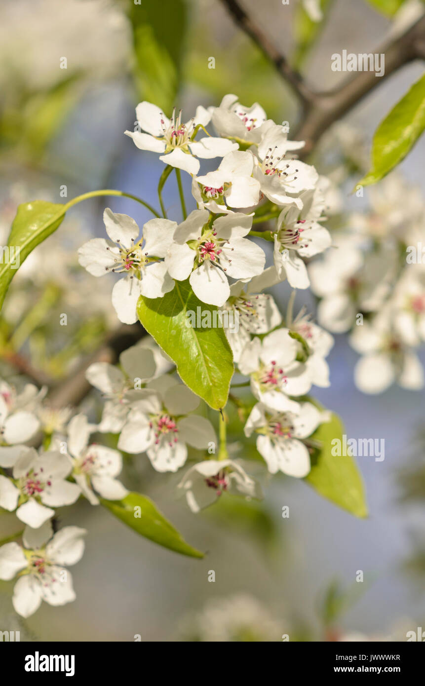 Pyrus betulifolia hi-res stock photography and images - Alamy