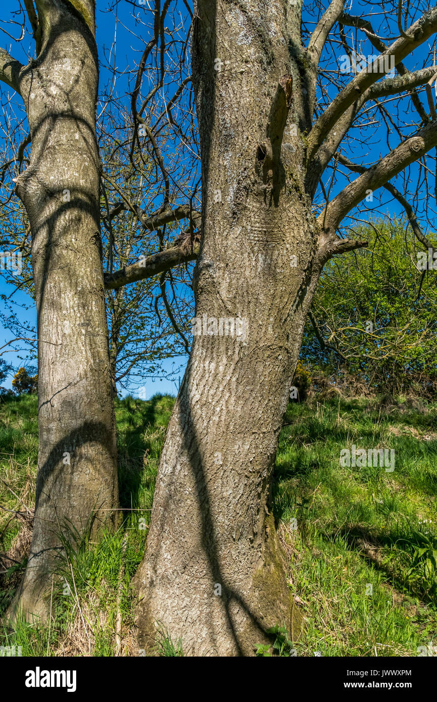 Common ash tree, tree trunks Stock Photo - Alamy