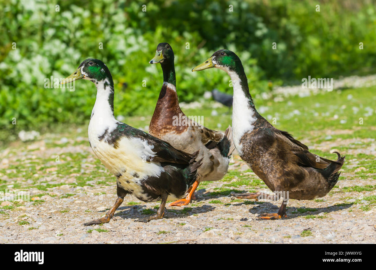 Hybrid Mallard Stock Photos & Hybrid Mallard Stock Images - Alamy