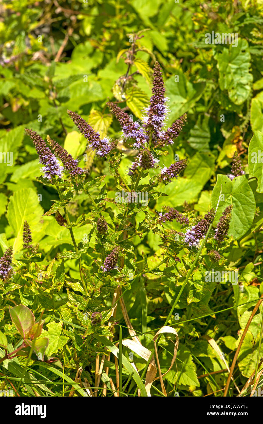Garden Mint growing wild in a hedgerow Stock Photo - Alamy