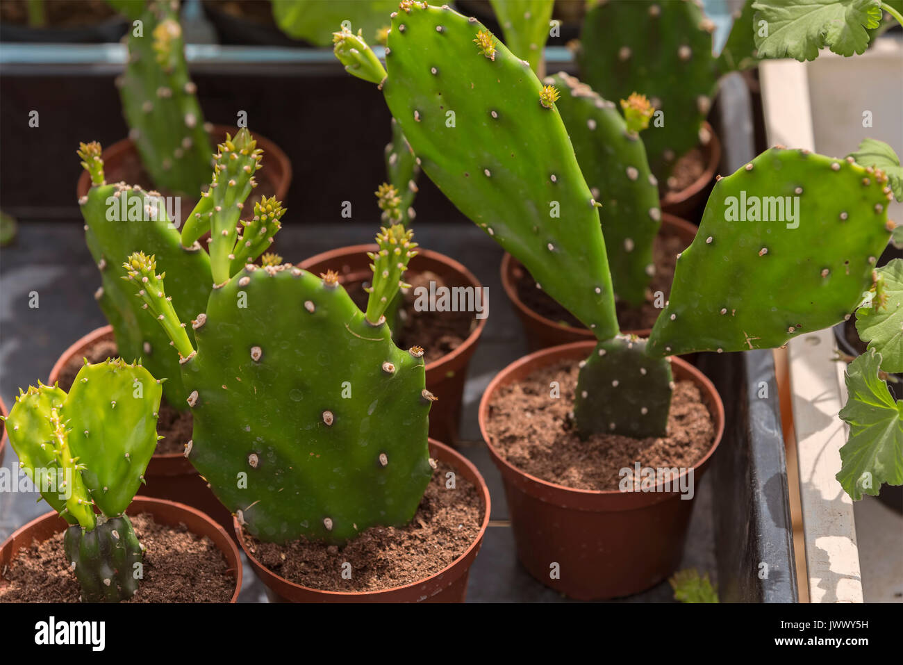 Potted Cactus Stock Photos & Potted Cactus Stock Images - Alamy