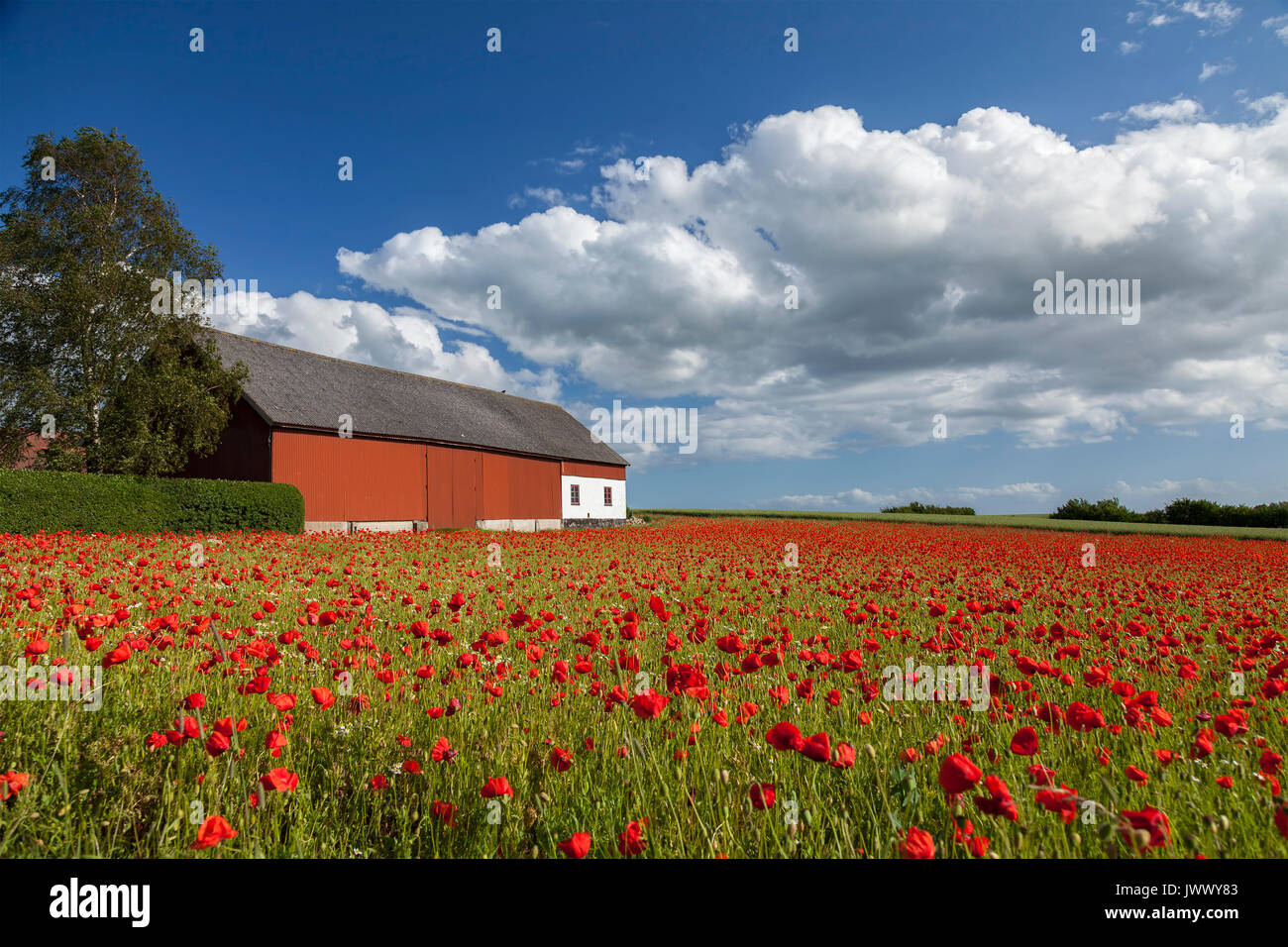 Red poppy field poppies barn hi-res stock photography and images - Alamy