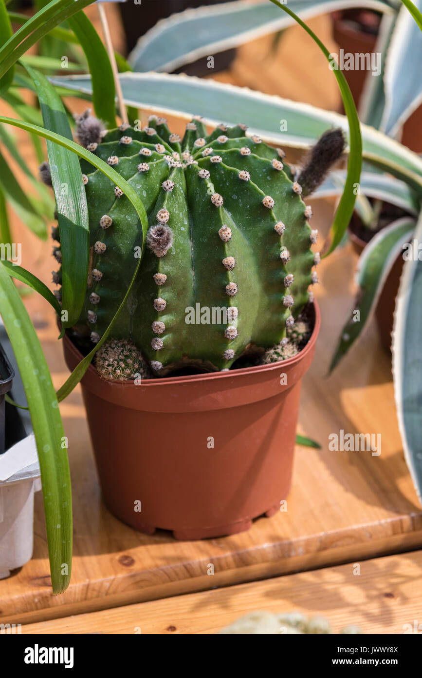 Round flowerpot hi-res stock photography and images - Alamy