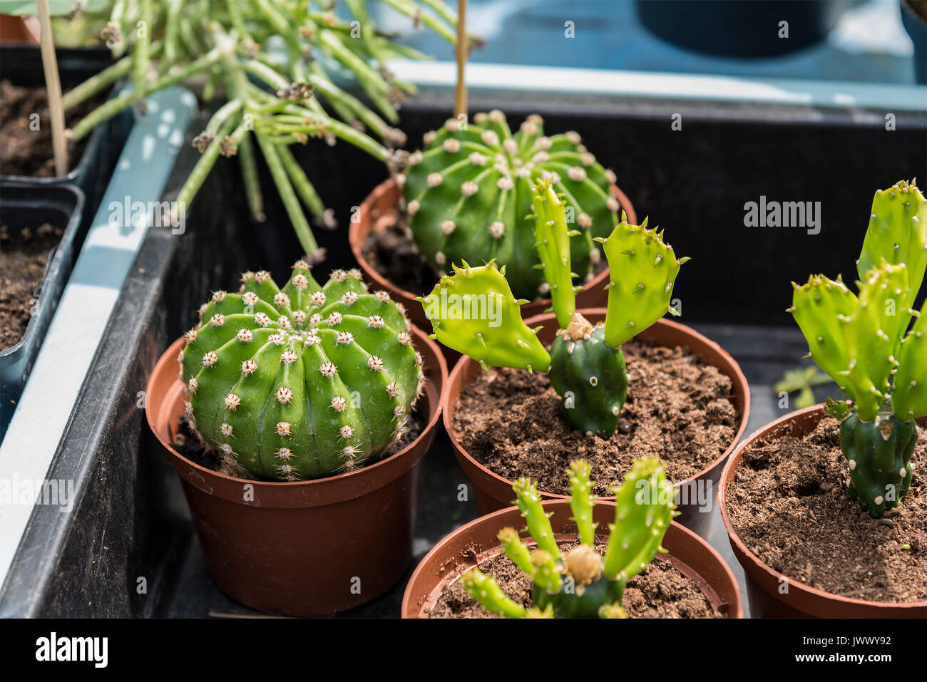 Very thorny cactus plants hi-res stock photography and images - Alamy