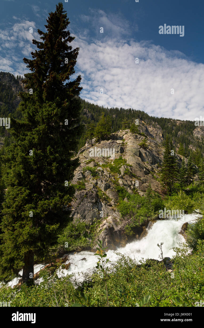 A tall evergreen tree rising above a small waterfall along Granite ...