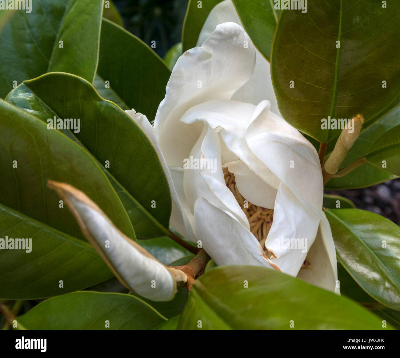 Flower emerging between glossy green leaves on Magnolia grandiflora ...